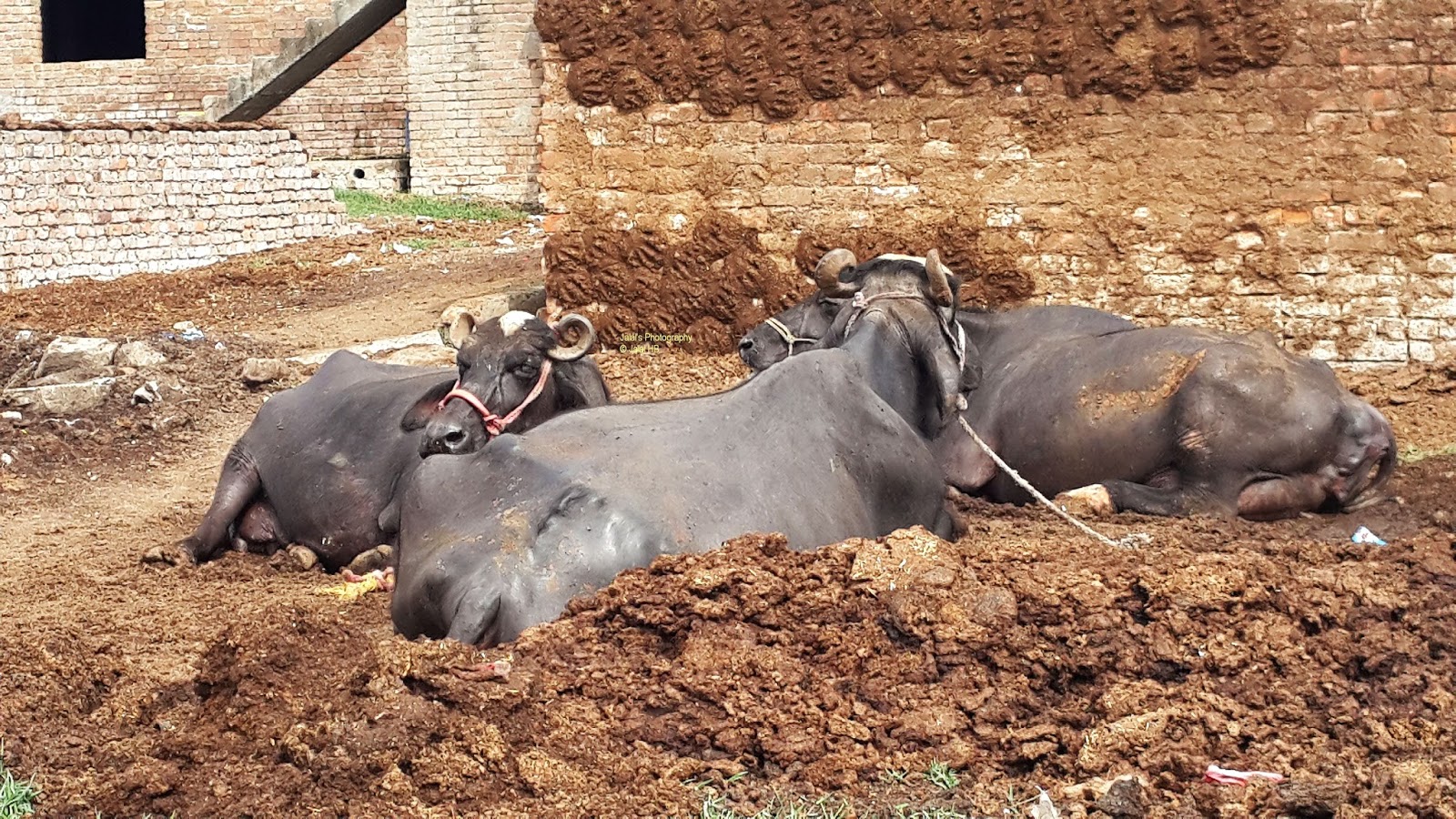 The Buffalo Barn and Doodh Patti ~ Jaho Jalal