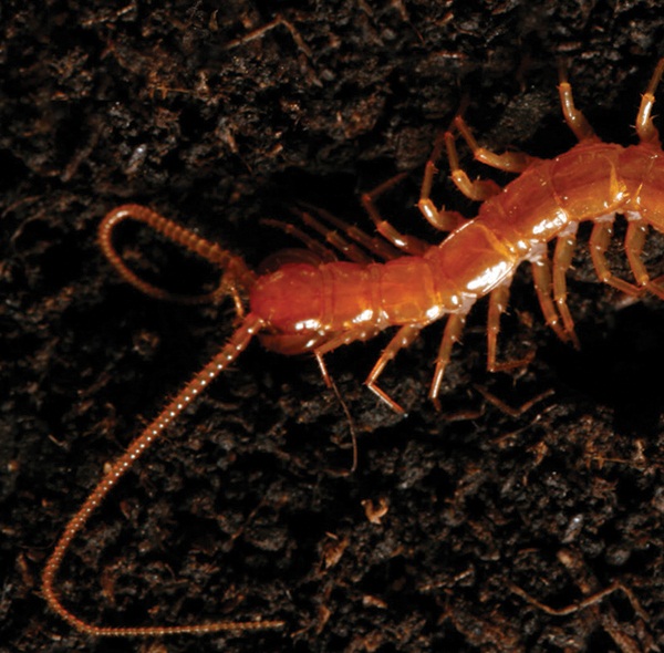 Species New to Science: [Invertebrate • 2017] Eupolybothrus liburnicus ...