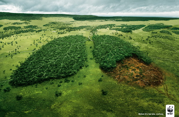 DEFORESTATION- The Modern Day Plague: Campaigns against deforestation