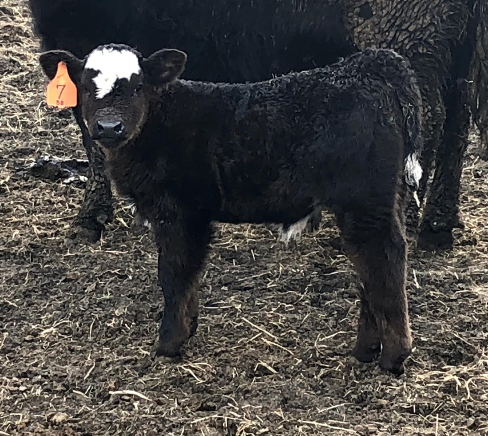 MITTAG Blog: BEASTY BOY CALVES