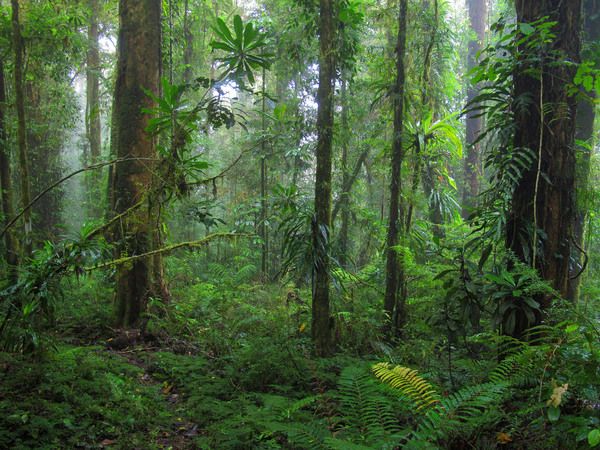 Unpretentious Black Thoughts: Papua New Guinea to take count of ...