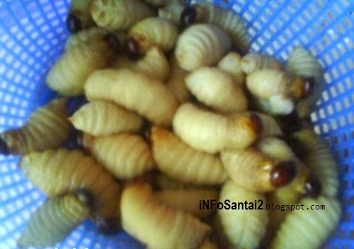 Umpan Memancing Ikan Air Tawar | !!Pecahan Hidup!!