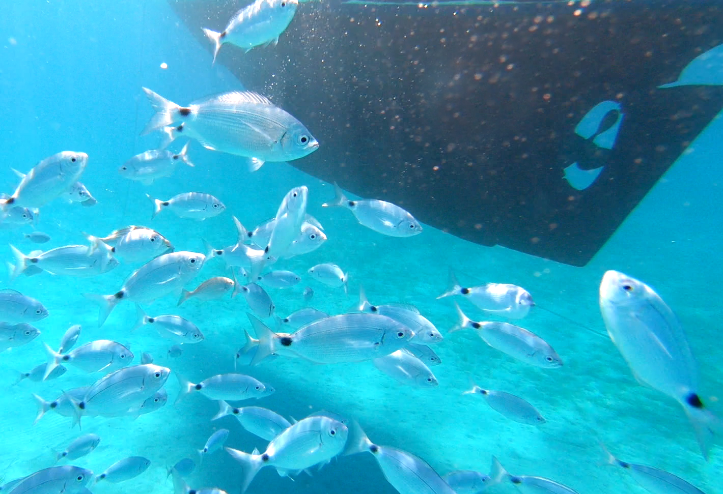 Sailing on, single-handed: Family visit