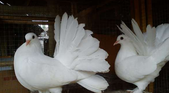 Gambar Burung Merpati Kipas (Merpati Hias) | Gambar Foto Burung Merpati