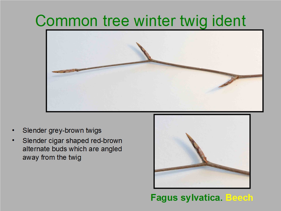 Woodland Management: A Guide