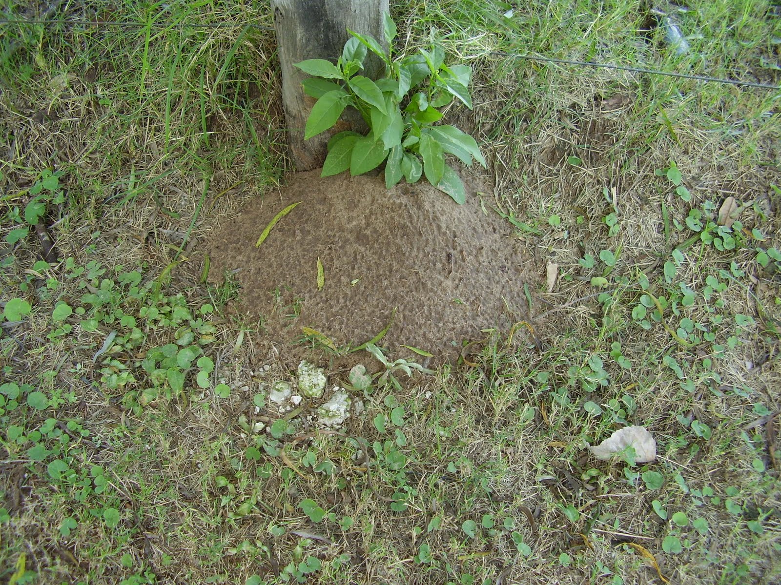 AULA EEMPA: LOS TUCU TUCU-ÁREA: BIOLOGÍA