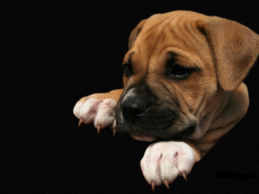 Los cuidados del perro Boxer | Perros callejeros