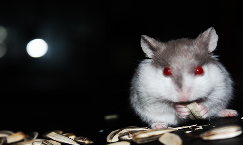 Jual Tikus Putih Mencit Hamster Landak Mini : Panduan Awal Pemiliharaan ...