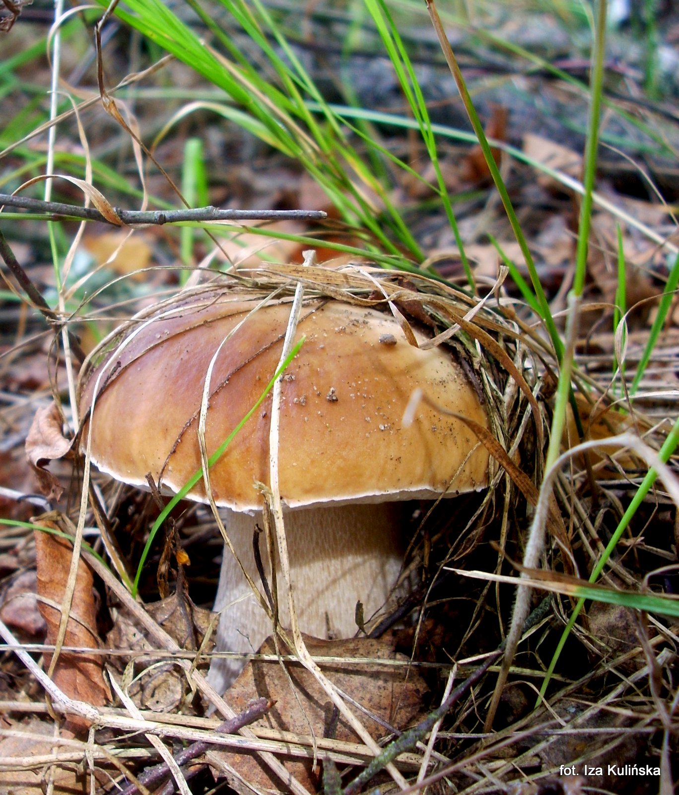 Borowik szlachetny - prawdziwek | Smaczna Pyza