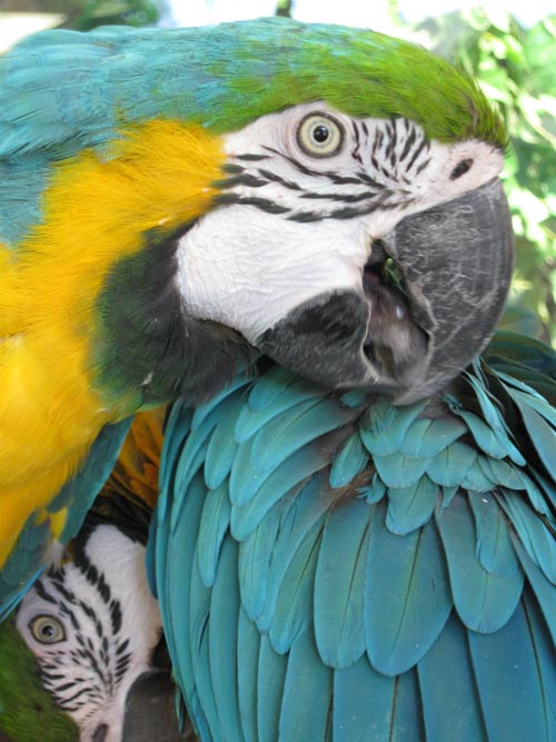 Blue Moon River: Parrot Peek-a-Boo