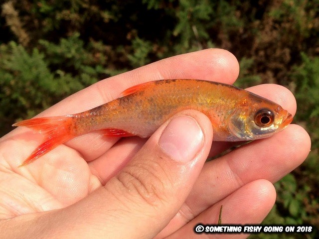 Something Fishy Going On: 2018