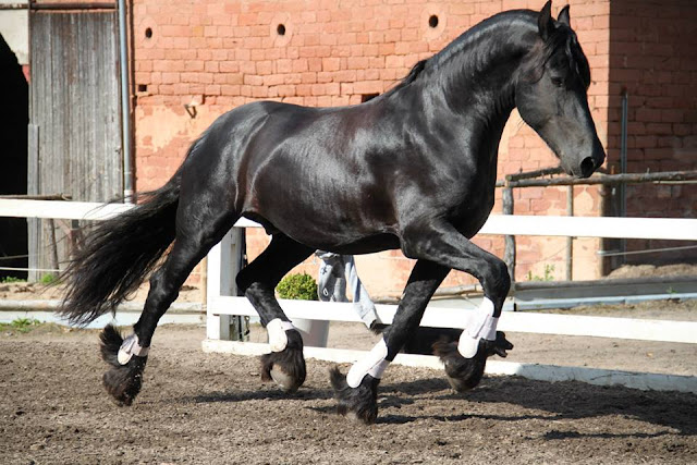 PFERDE & REITEN & TURNIERE : Dressur