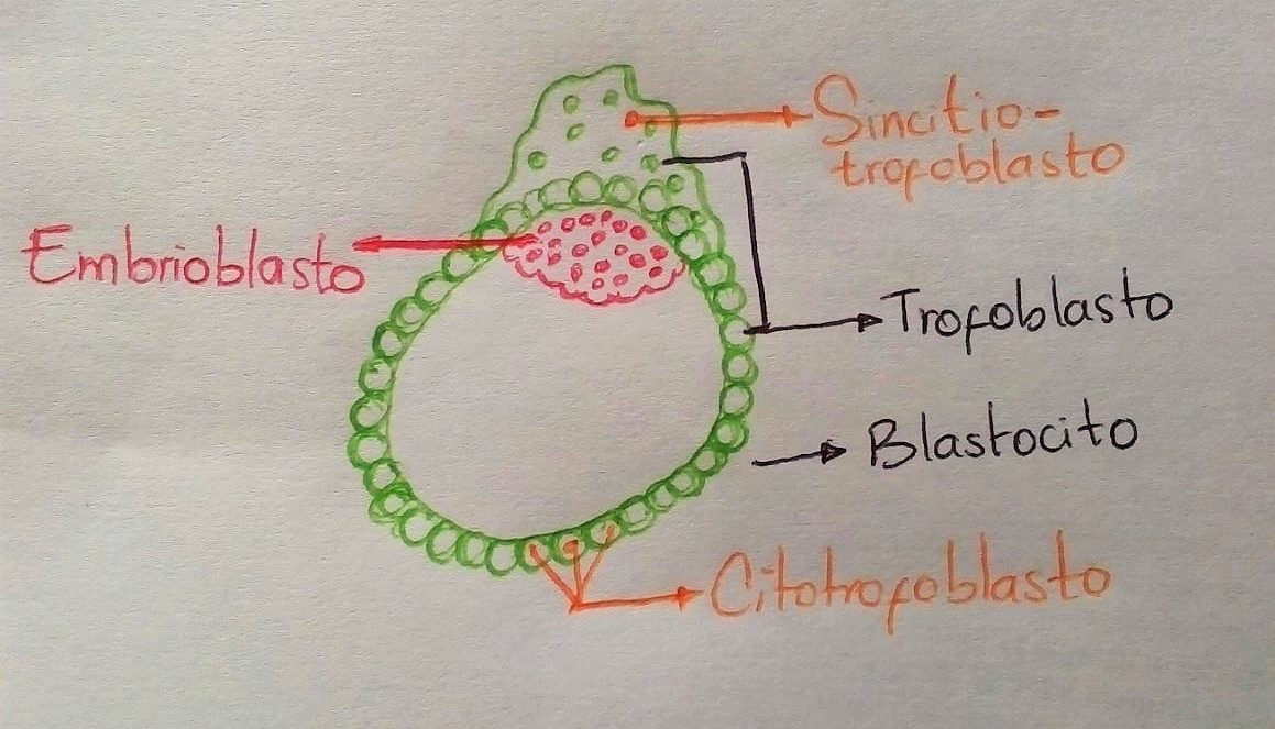 EMBRIOLOGIA : 03/04/17
