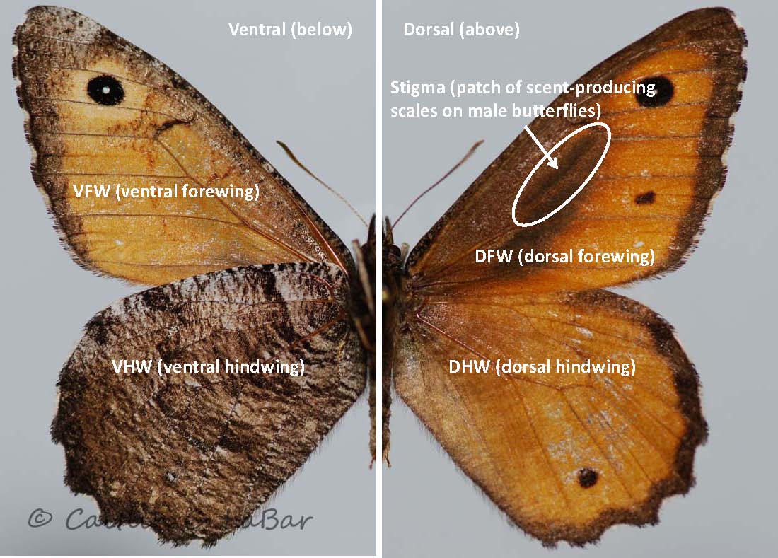 Northwest Butterflies: Wing Terminology