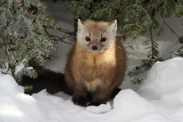 ADK Forever Wild: Meet the Marten