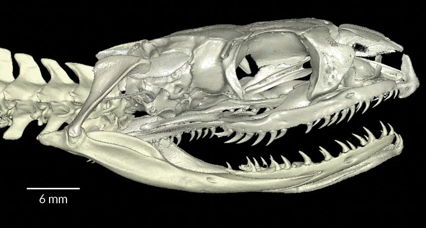 Snakes evolved from burrowing ancestor, new data suggest