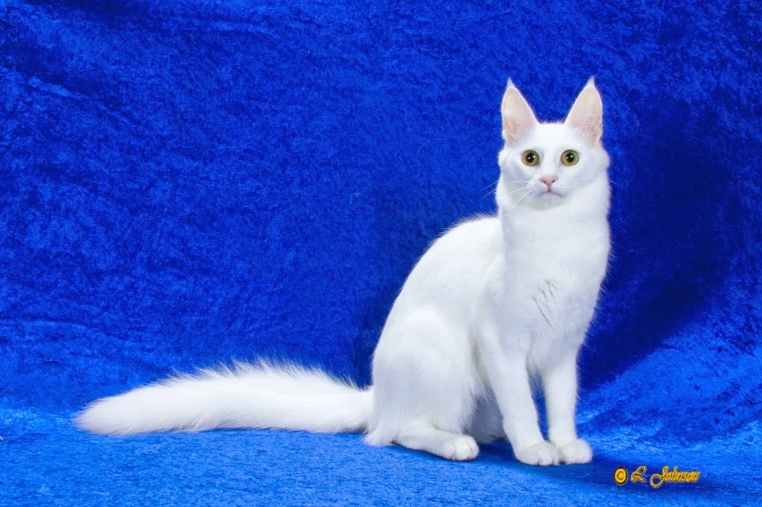 meonginfo: Gambar 5 KUCING TURKISH ANGORA