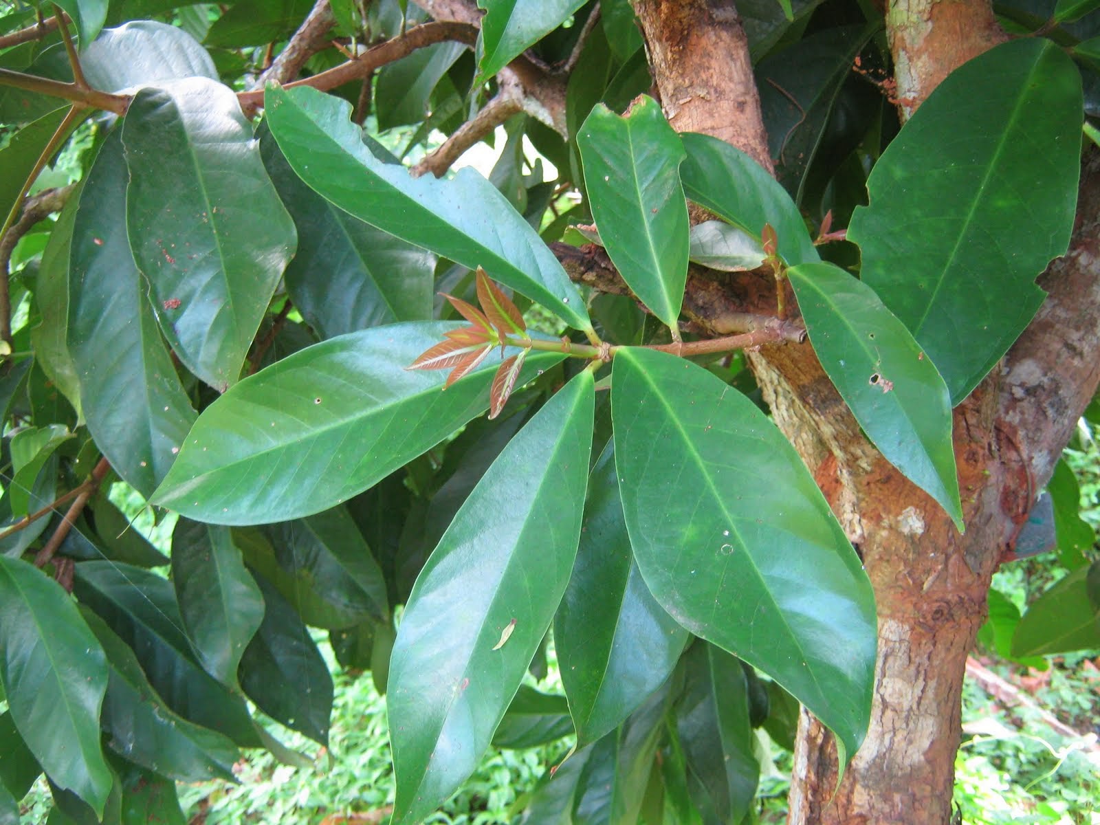 F L O R A: Jambu Bol