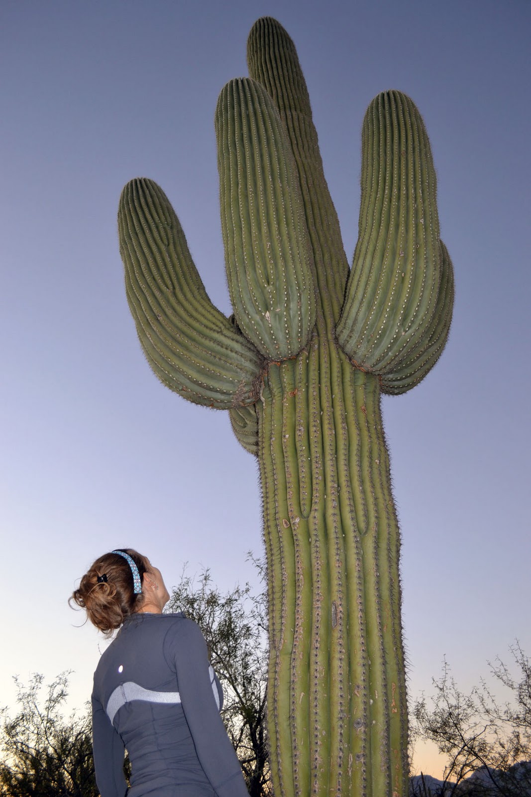 this might hurt ...: In the Land of the Giant Cactus