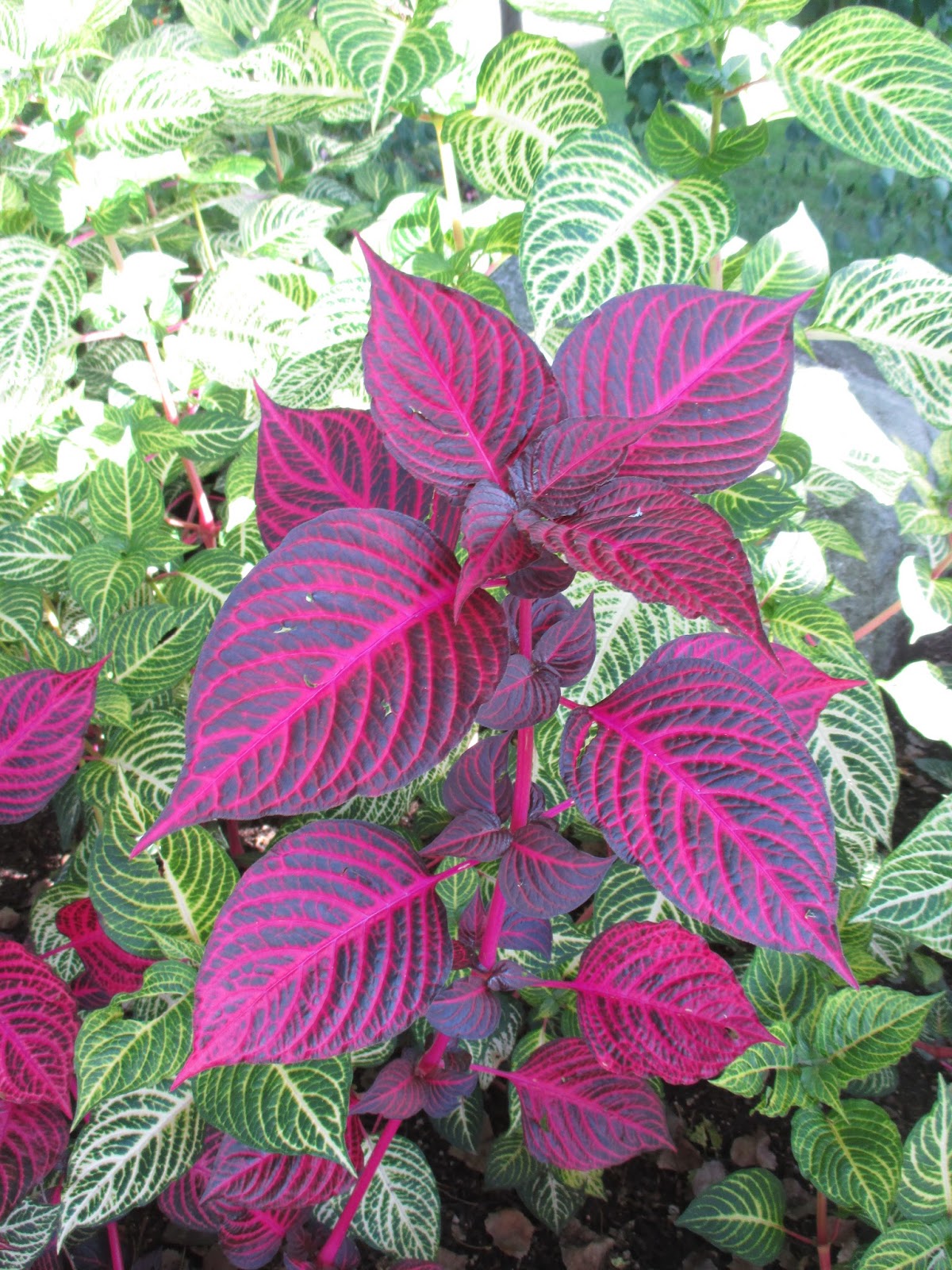 Rotary Botanical Gardens - Hort Blog: Iresine 'Blazin' Rose' (Bloodleaf)