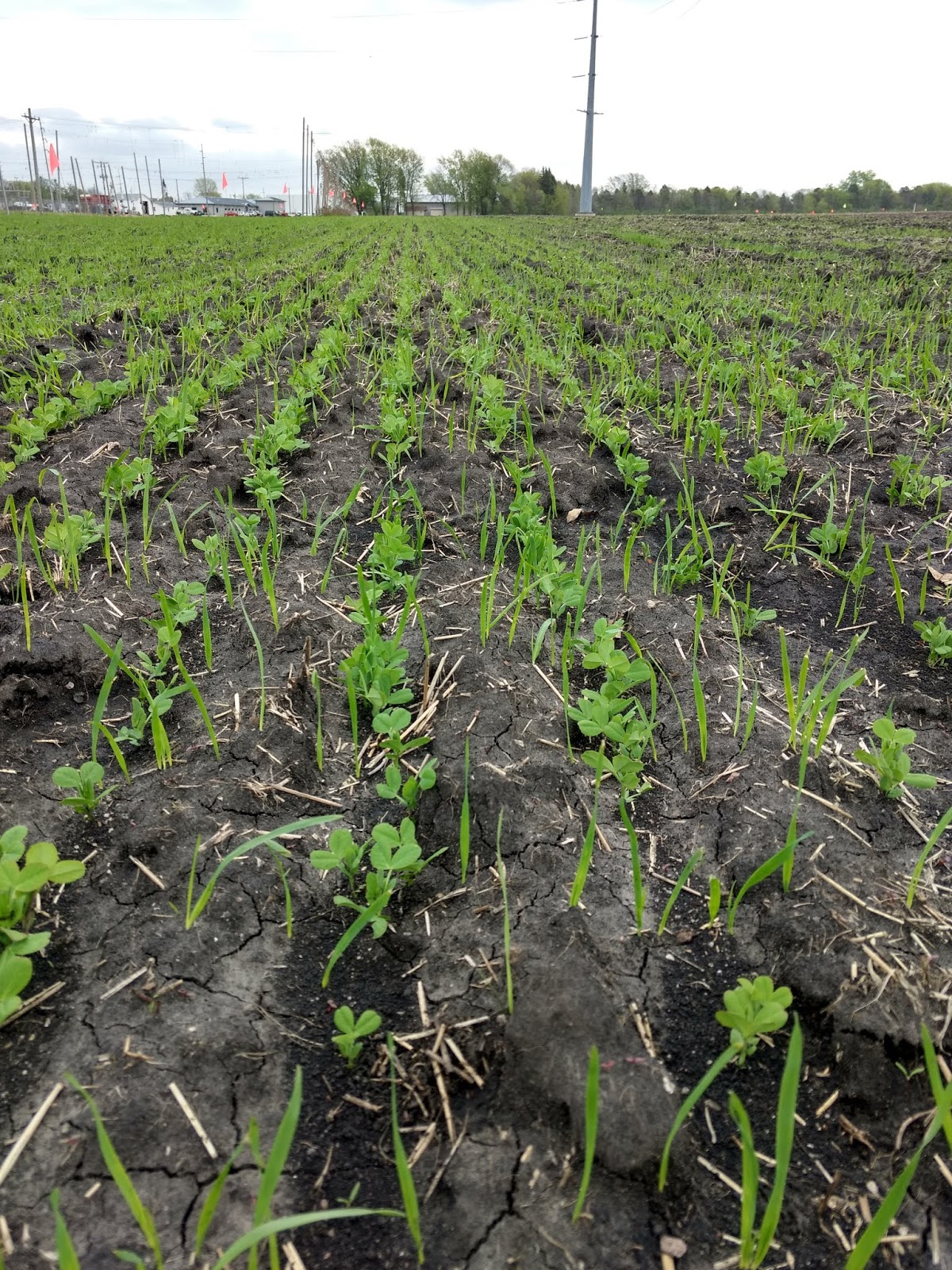Five cover crops to try this fall after vegetables