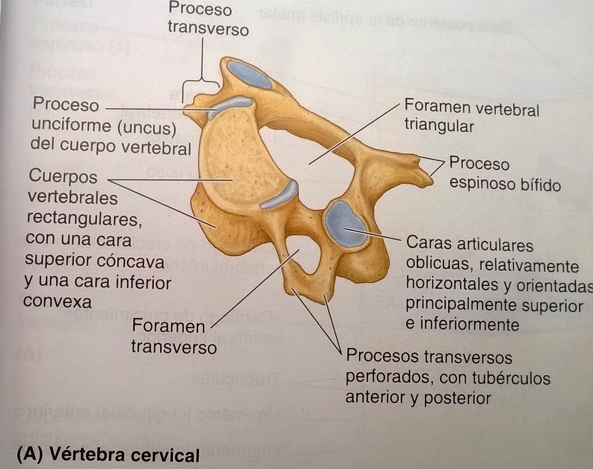 Morfofisiologia l: Osteologia