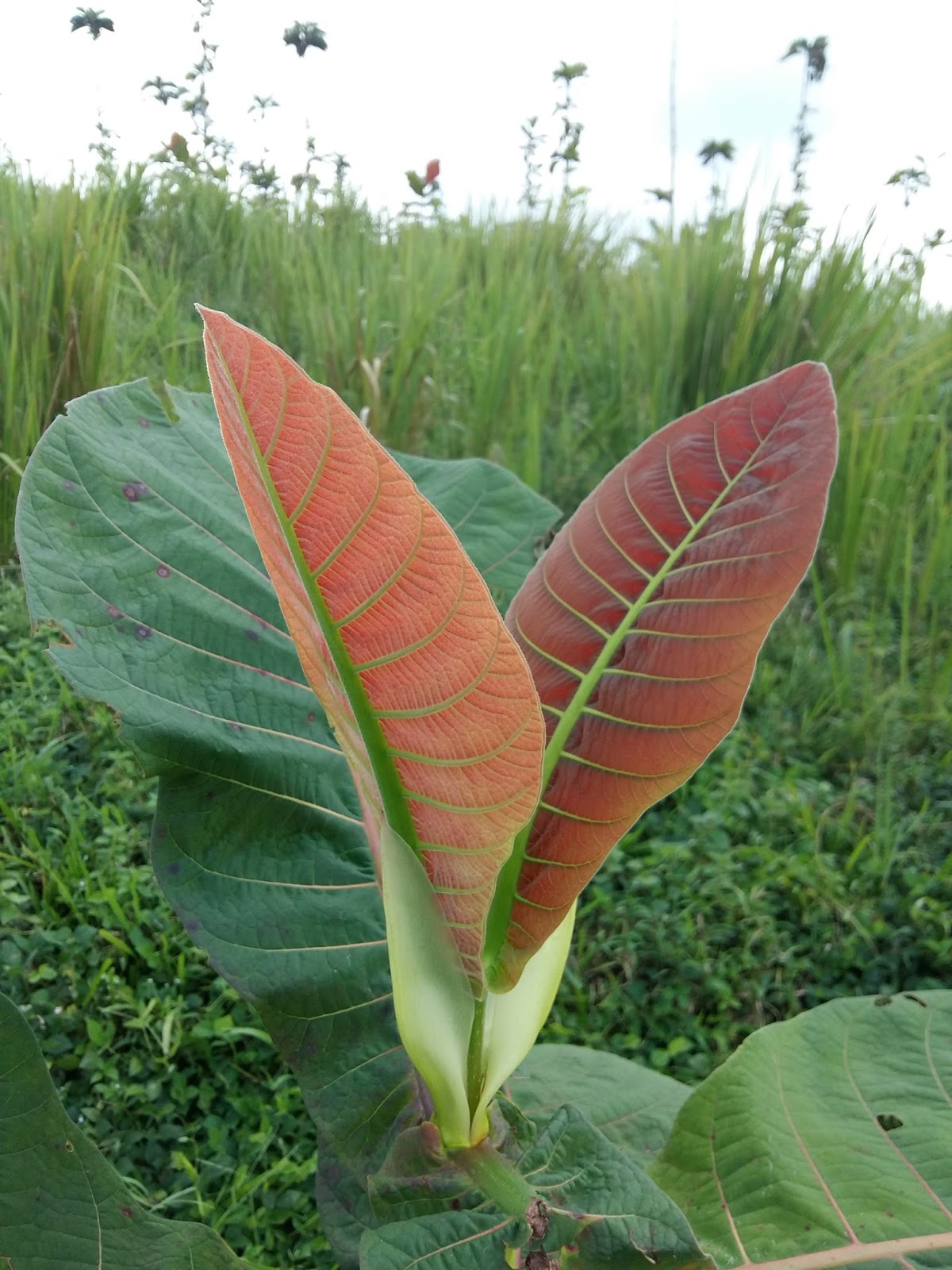 BLU Kehutanan: Perbedaan Jabon Putih dan Jabon Merah