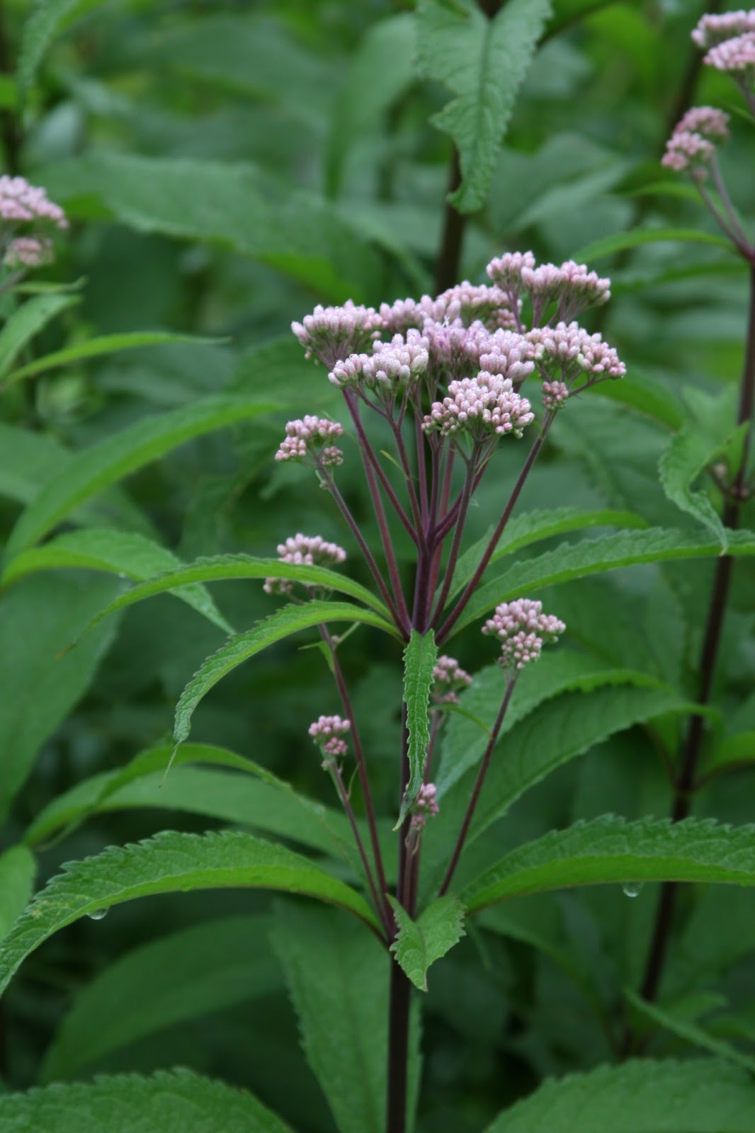 Isabella Conservation District Environmental Education Program: Native ...