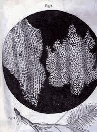 BIOLOGI: Teori - teori Tentang sel