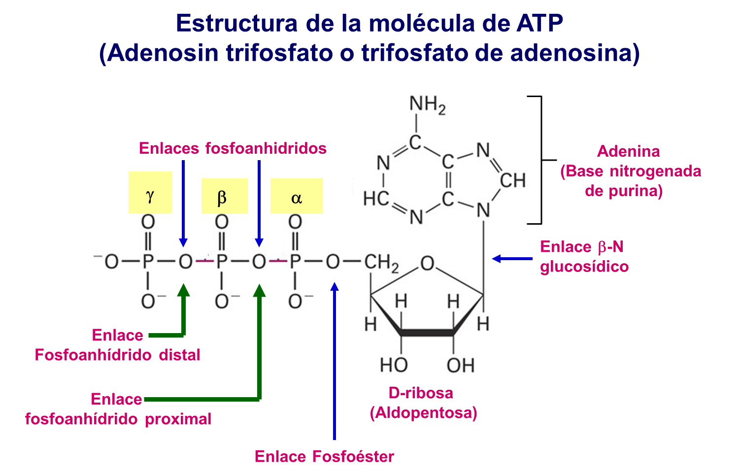 Diagrama Atp