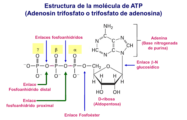 Profesor de Bioquímica: Dr. F. A. Castro Caraballo: La molécula de ATP