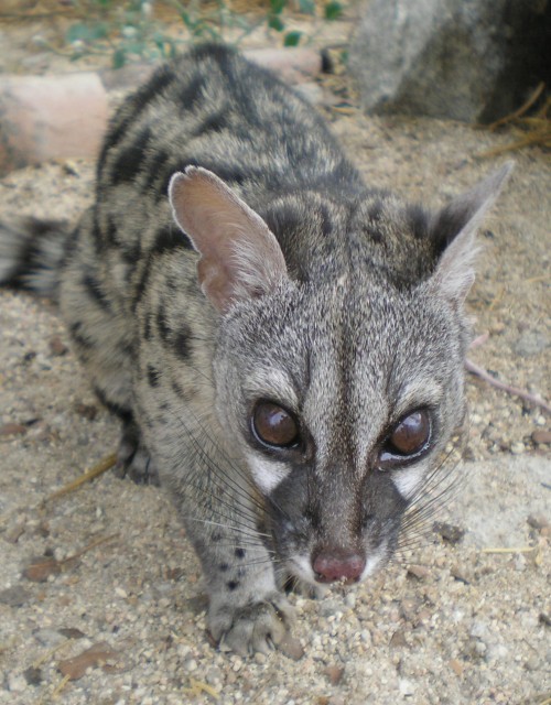 El ojo del buitre: Gineta (Genetta genetta)
