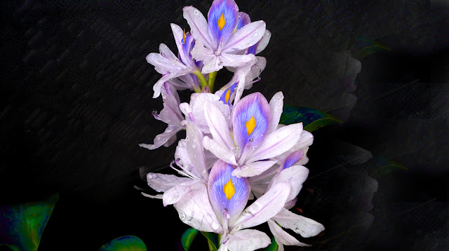 Water Hyacinth - Japan Jabara | SL Flora