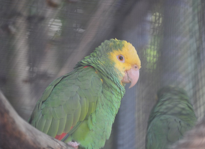 ZOOTOGRAFIANDO (6.100 ANIMALS): LORO REAL AMAZÓNICO / YELLOW-CROWNED ...