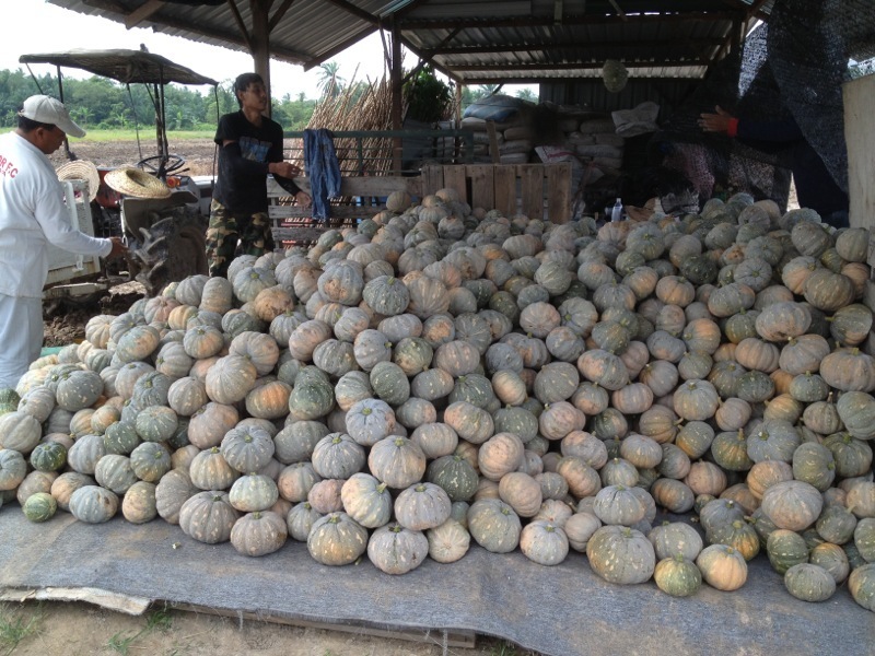 HOMESTAY MORIB,KAMPUNG ENDAH: Pojek labu emas atau labu manis kod 767 ...