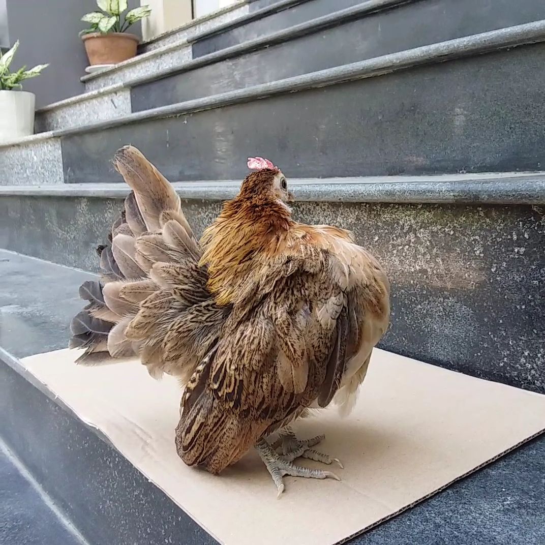 Lịch sử, nguồn gốc gà Serama