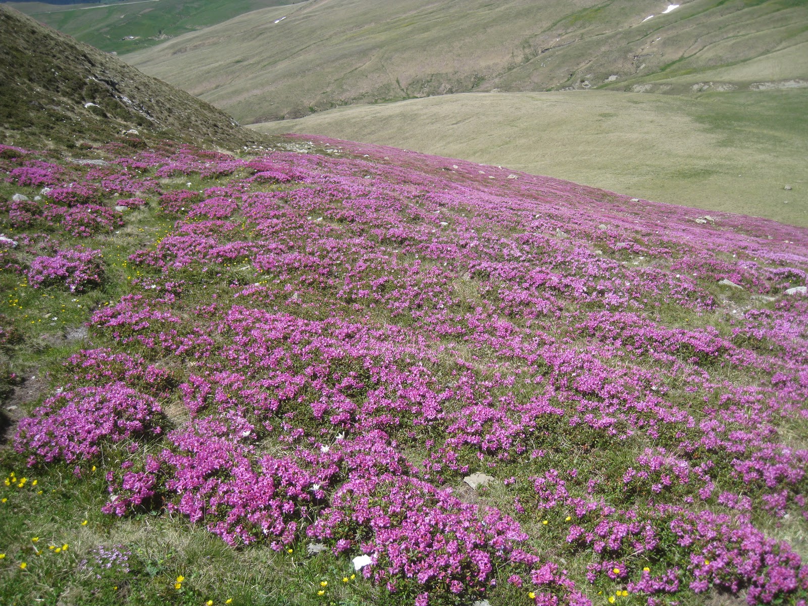 Impresii de calatorie: 31 mai 2018, plin sezon la rododendron in Bucegi