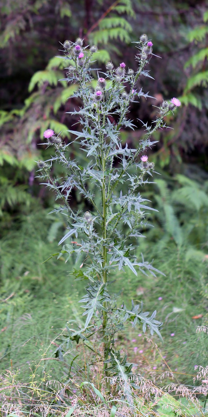 Wild Harvests: Another tasty thistle