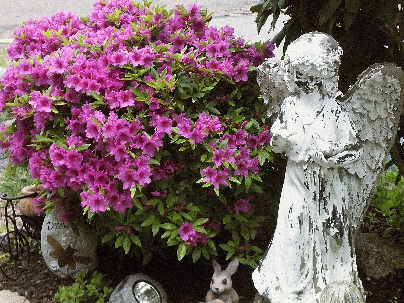 DEBBIE-DABBLE BLOG: The Azaleas are Blooming!!