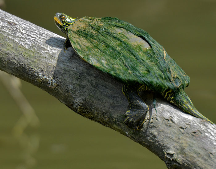 Red and the Peanut: Northern Map Turtles on the Little Miami River
