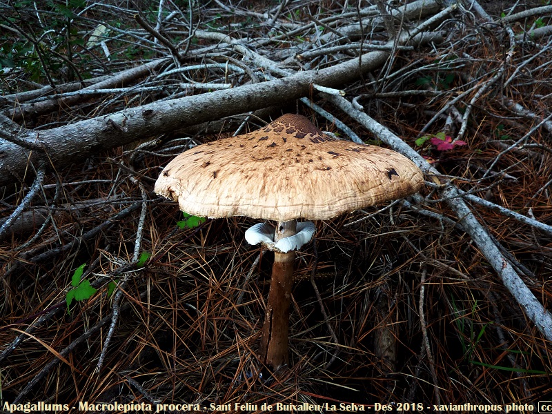 NATURESPERIT: FONGS I BOLETS