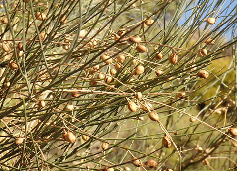 Frutos silvestres II