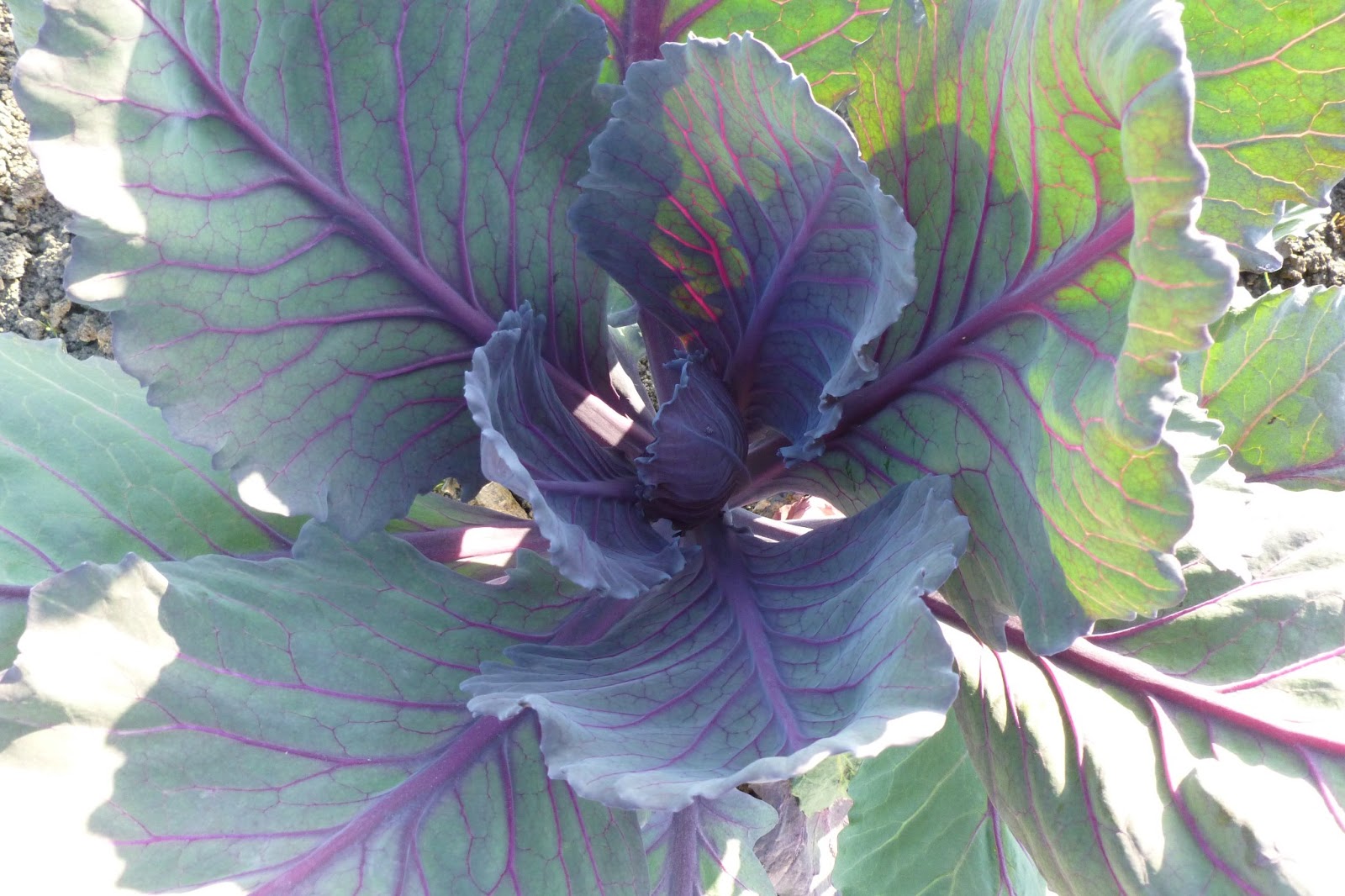 moestuin van Leonie: rode kool in de zomer
