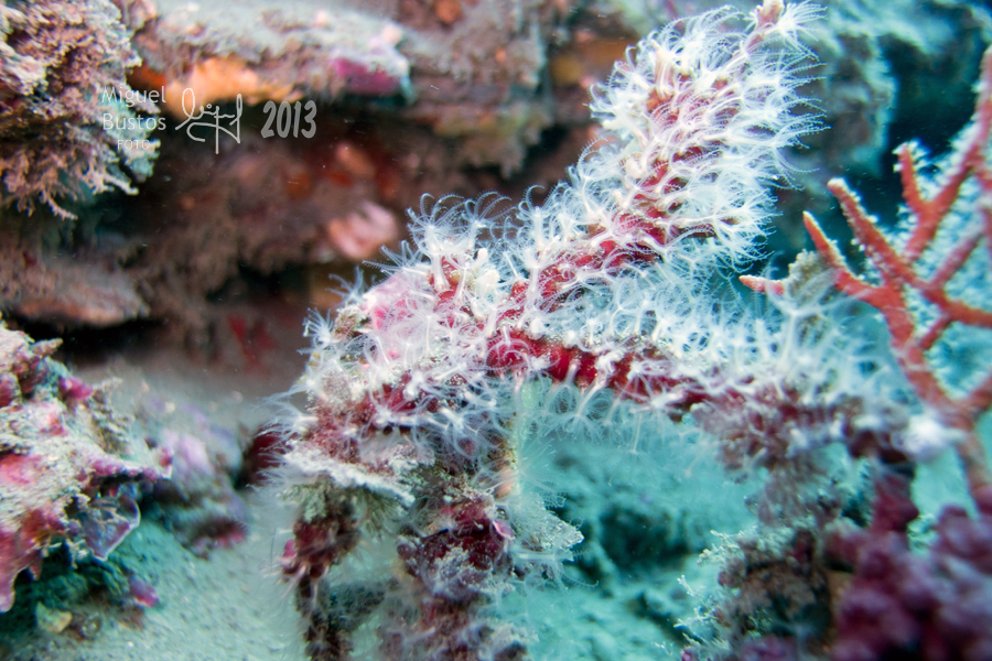Naturaleza y Fotografía en Motril: Falso coral rojo (Parerythropodium ...