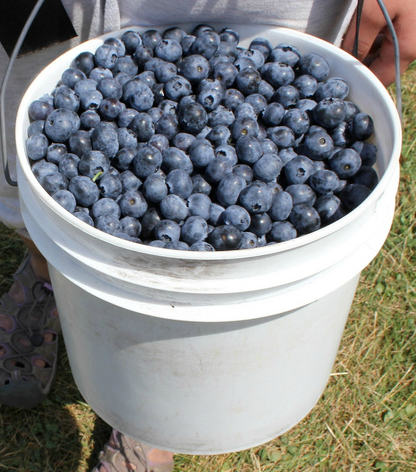 grubbus: Bush to Bucket to Pie. Blueberries in Summer.