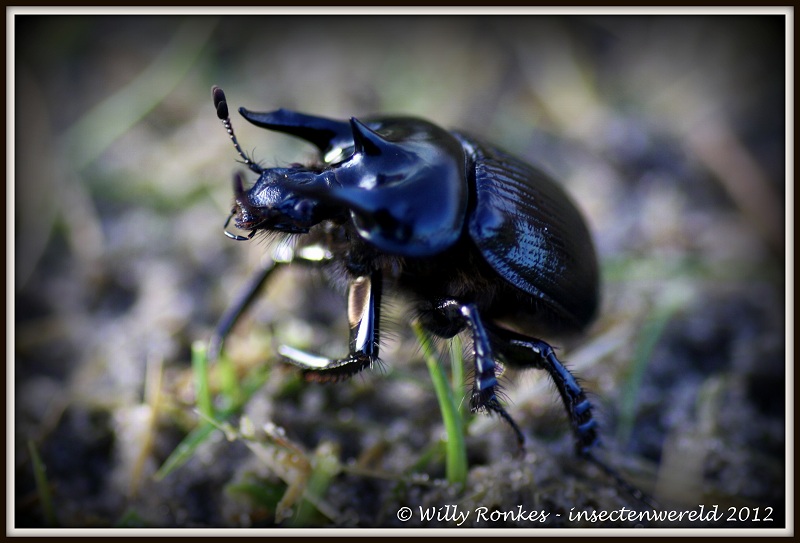 INSECTENWERELD: Driehoornmestkever of drietand (Typhaeus typhoeus)
