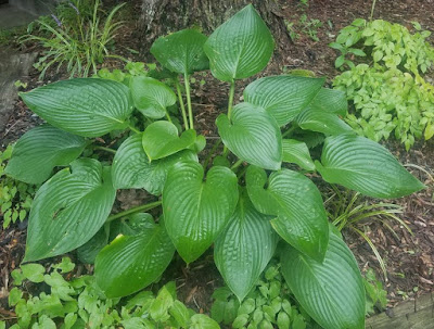 Future Plants by Randy Stewart: Hosta