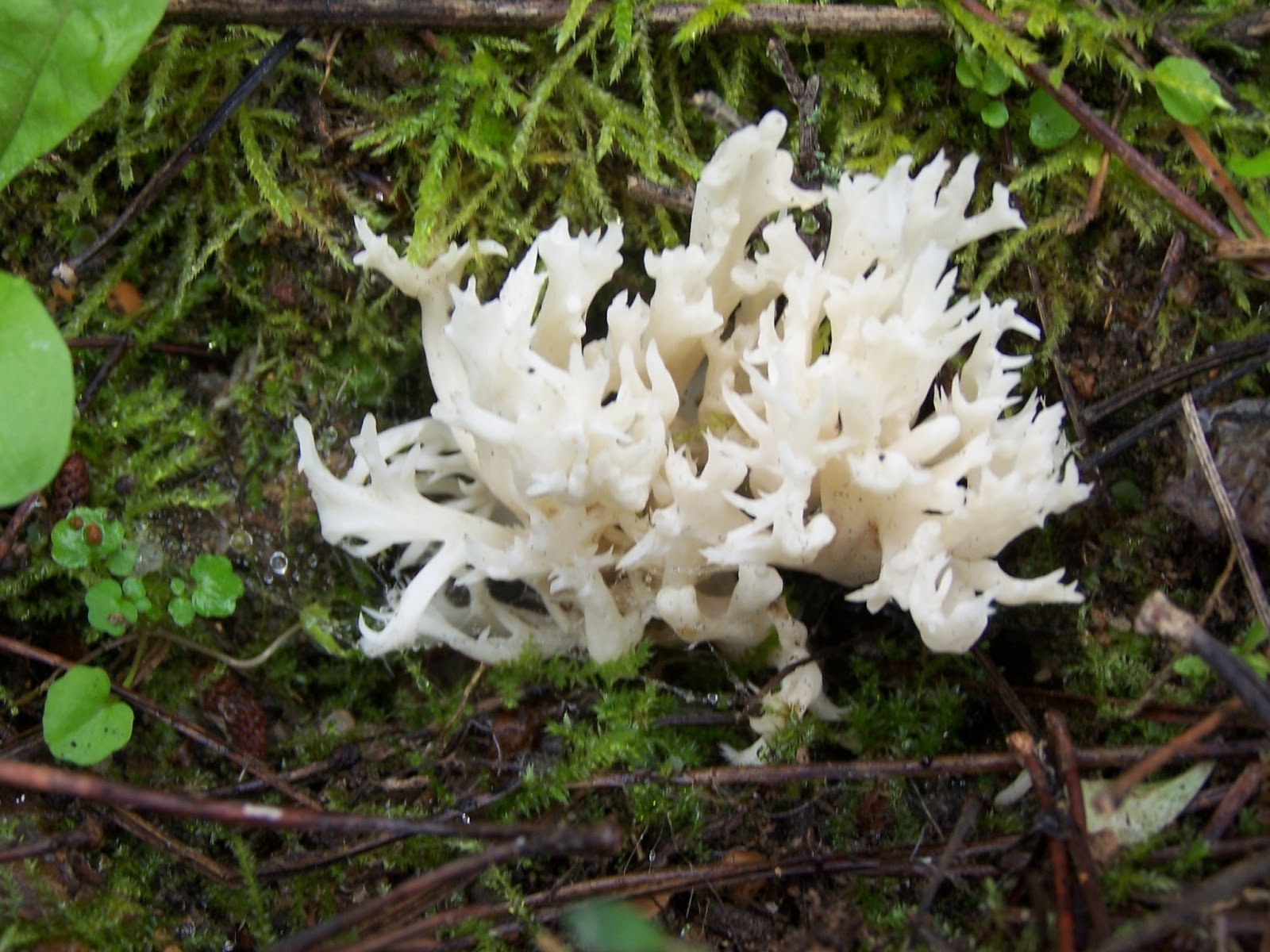 Setas Extremadura : Clavulina Cristata