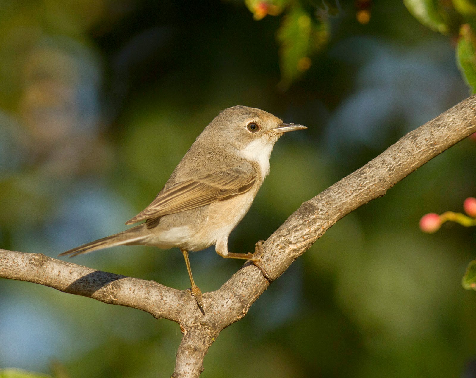 Birdwatching in Athens: Subalpine Warbler passage