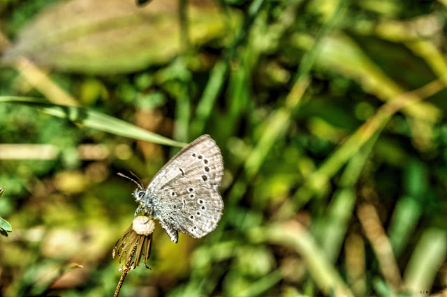 El Blog de Isa y Juan: Escamas azules